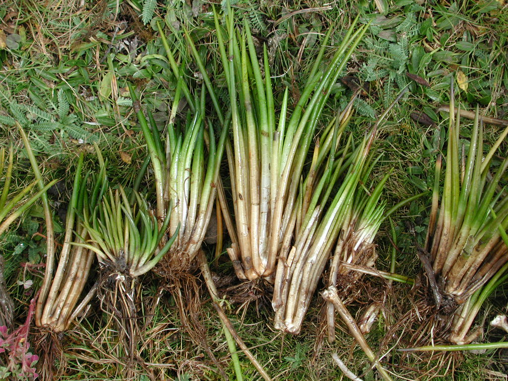 Caliptra: Pteridófitas ancestrais